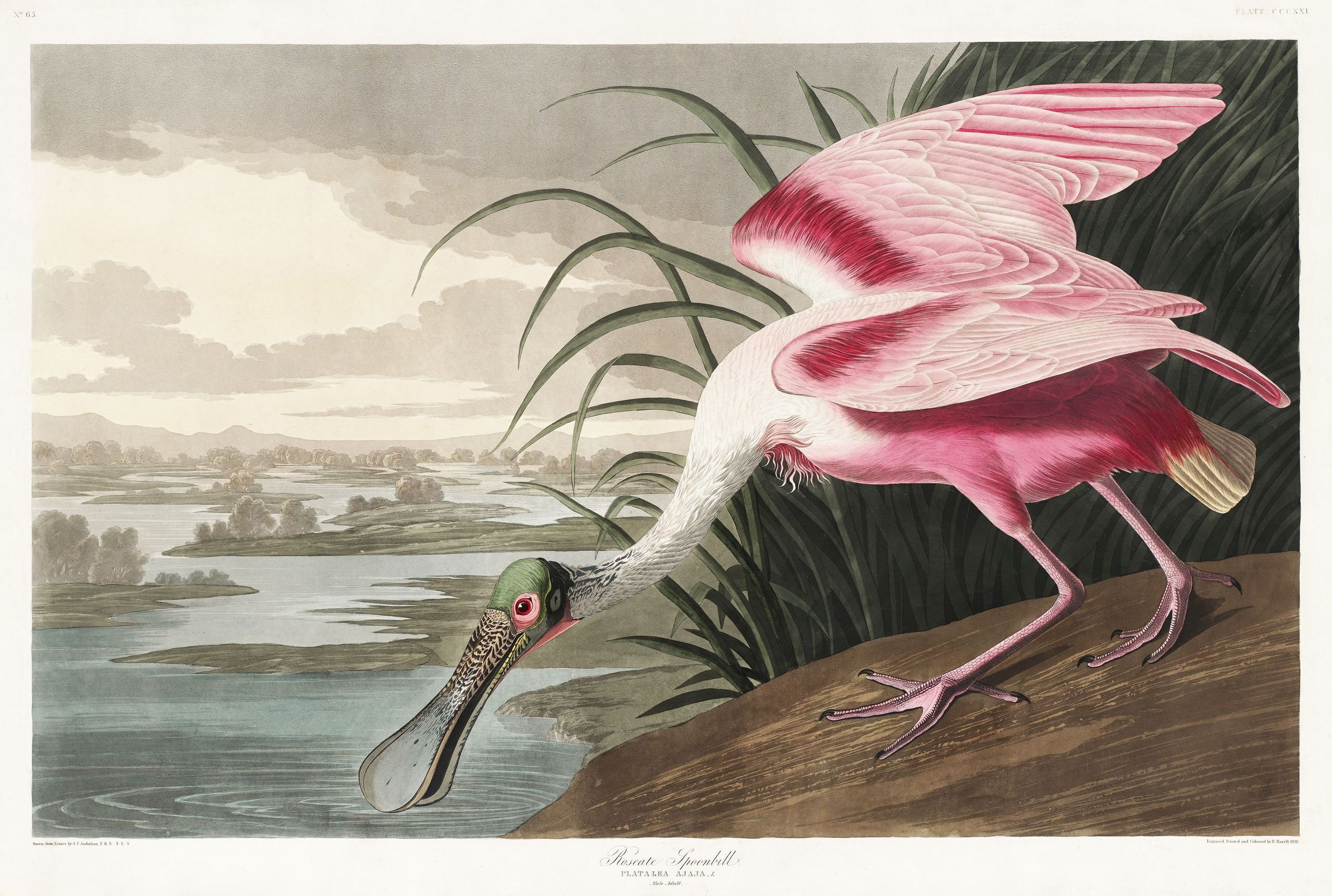 John James Audubon. «Las aves de América» – LaJUnglaDElasLETras